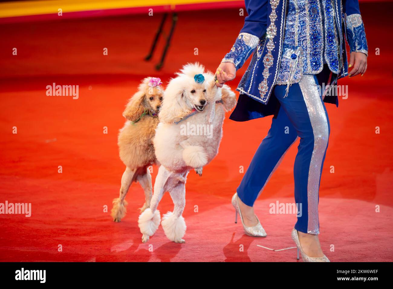 Circus show tiger tamer hi-res stock photography and images - Alamy