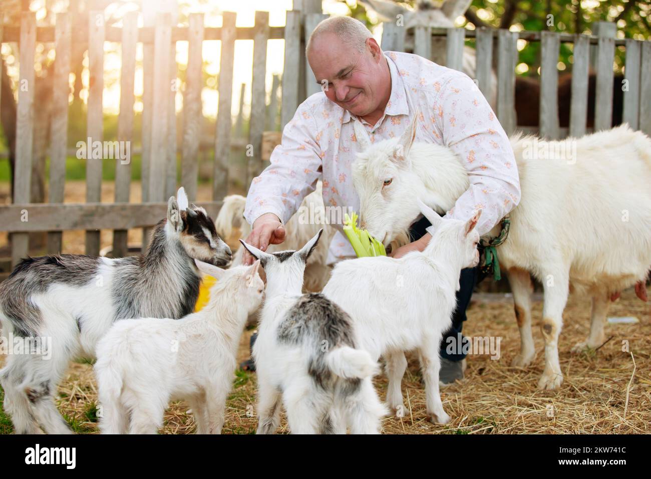 Male carrying goat hi-res stock photography and images - Alamy