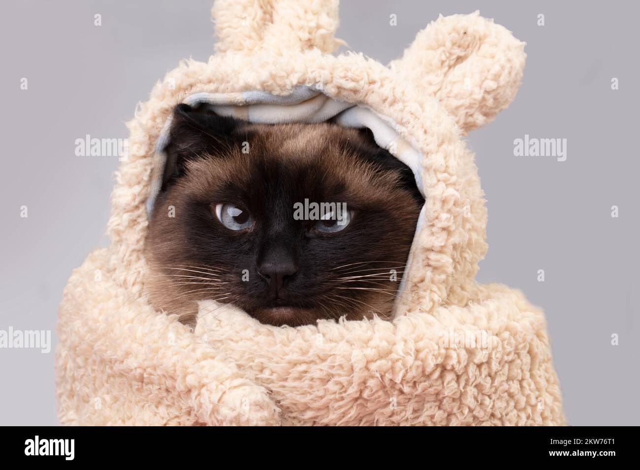 Real Cats In Clothes