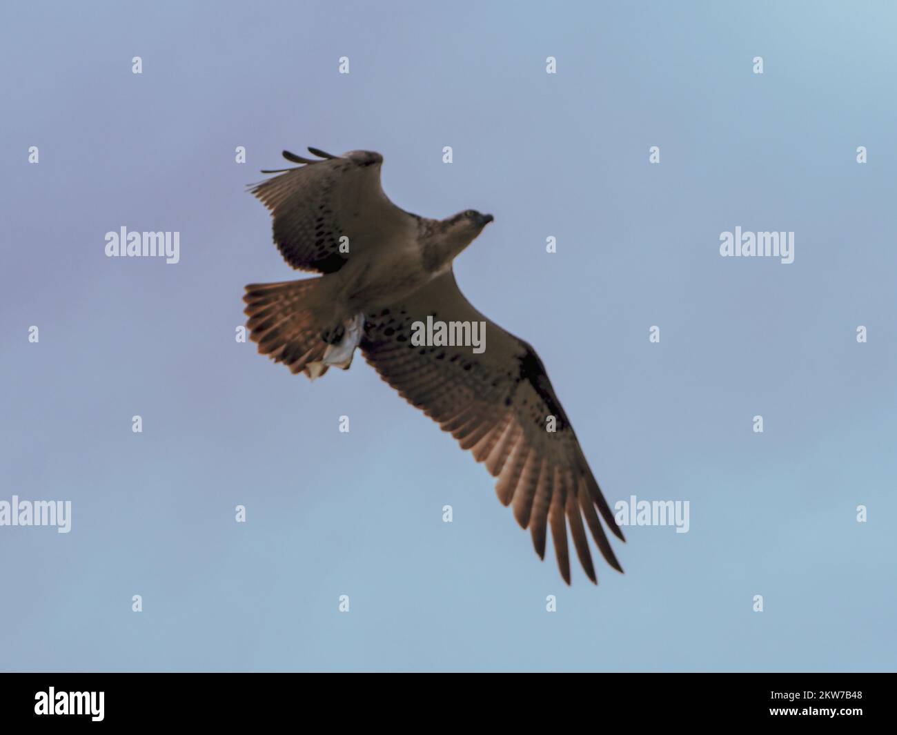 Bird of prey, an Eastern Osprey flying overhead with a fish in its ...