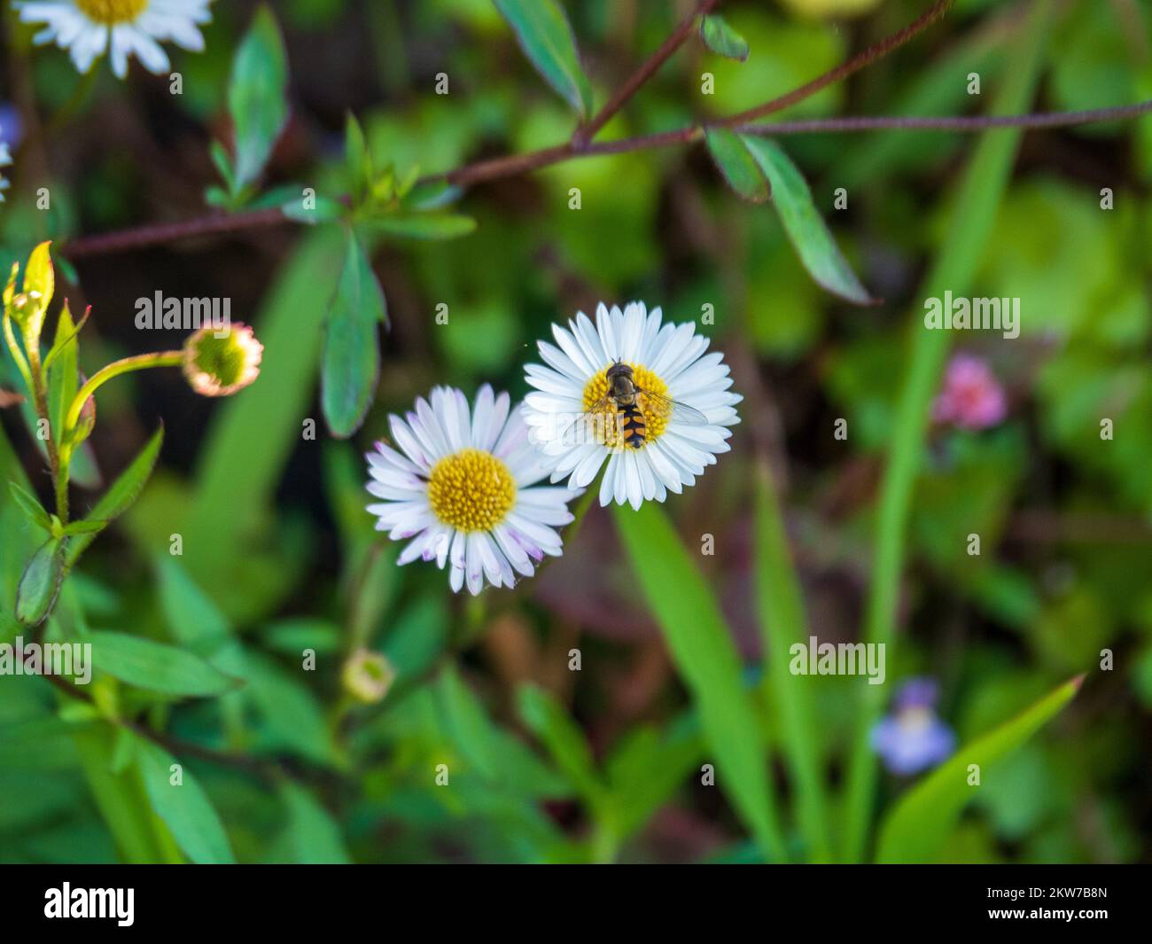 Nature, a bee or maybe a Hover fly on some pretty white seaside daisies ...