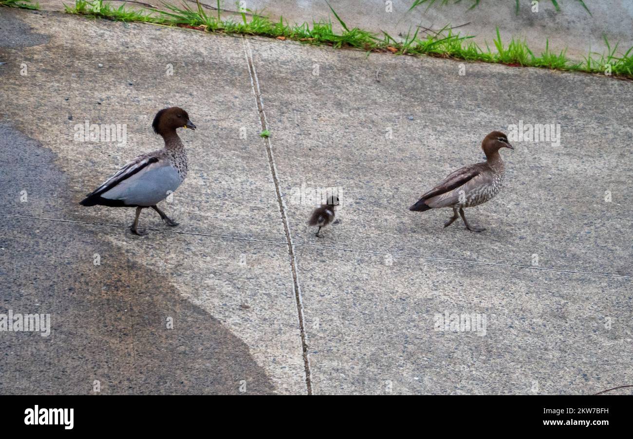 Birds, a family of brown ducks, mother, father and baby chick with one ...