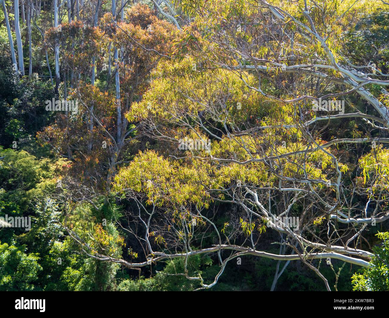 Morning sunlight shining on the leaves of some Eucalyptus Gum Trees ...