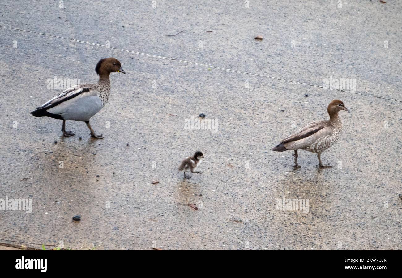 Birds, a family of brown ducks, mother, father and baby chick with one ...