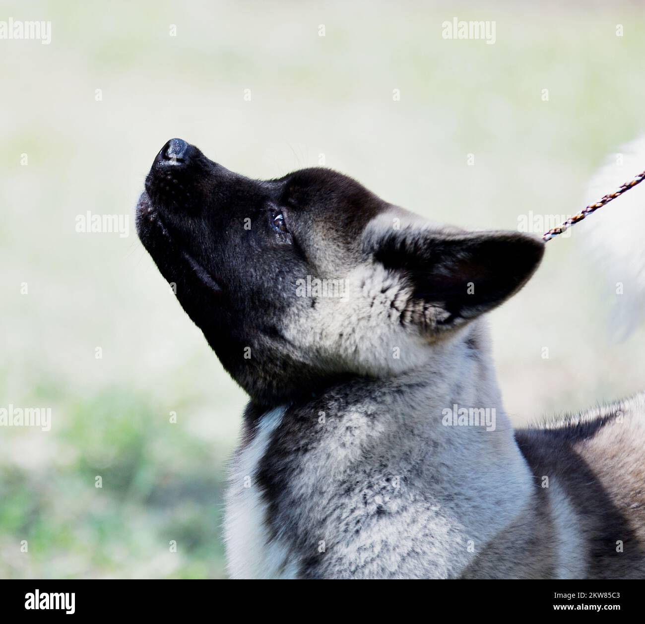 Dog breed American Akita on a walk in the summer Stock Photo - Alamy
