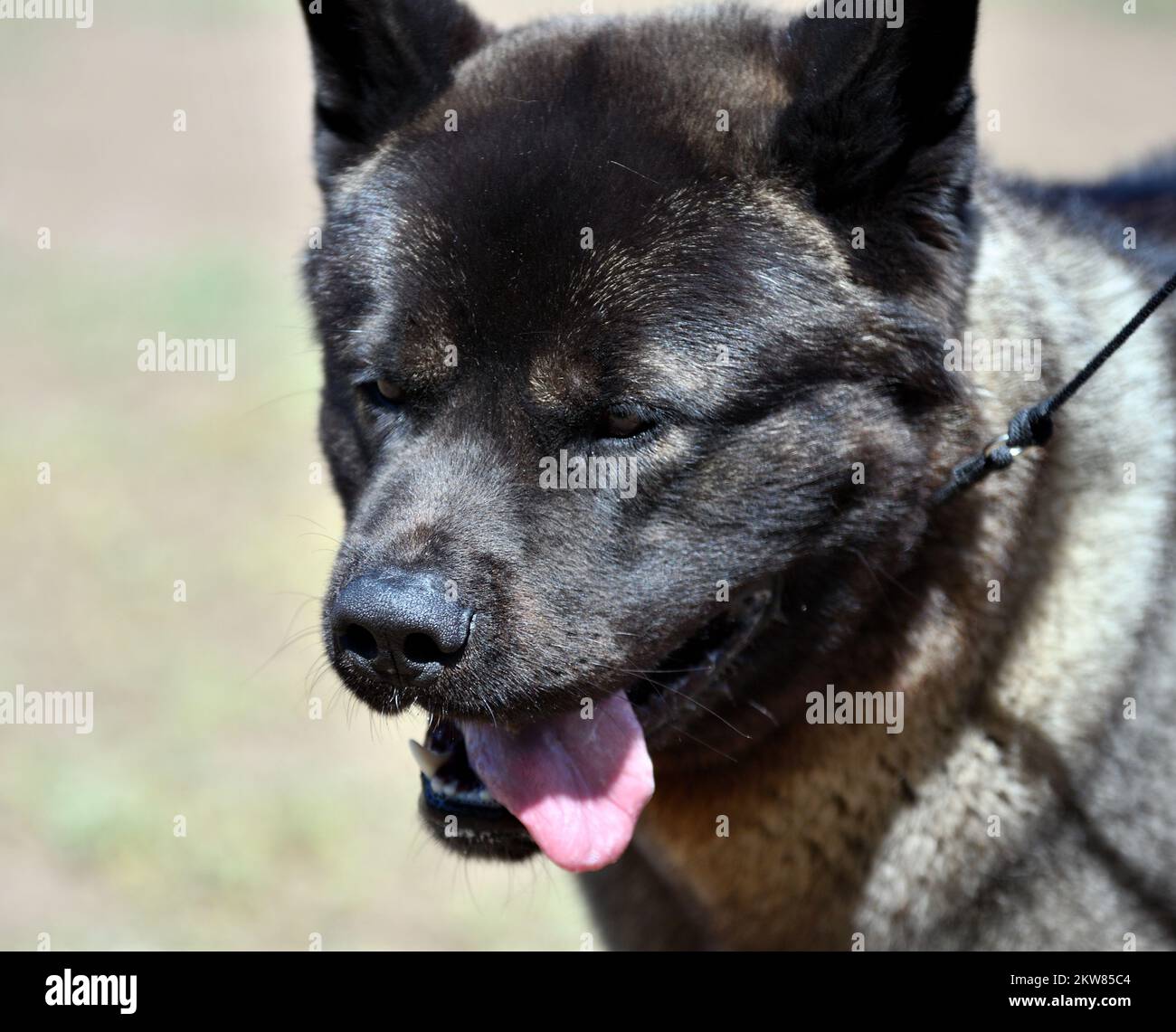 Dog breed American Akita on a walk in the summer Stock Photo - Alamy