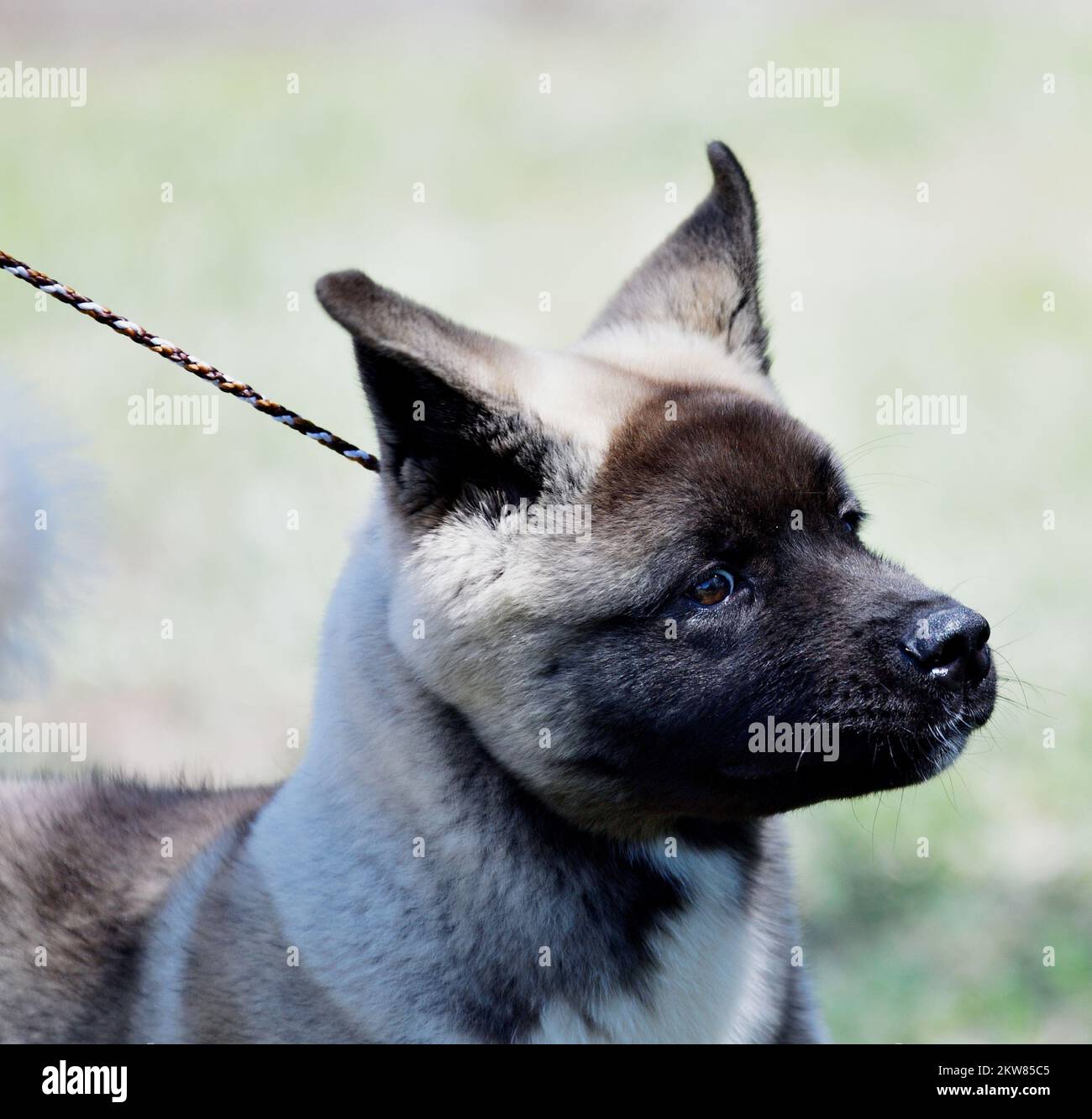 Dog breed American Akita on a walk in the summer Stock Photo - Alamy