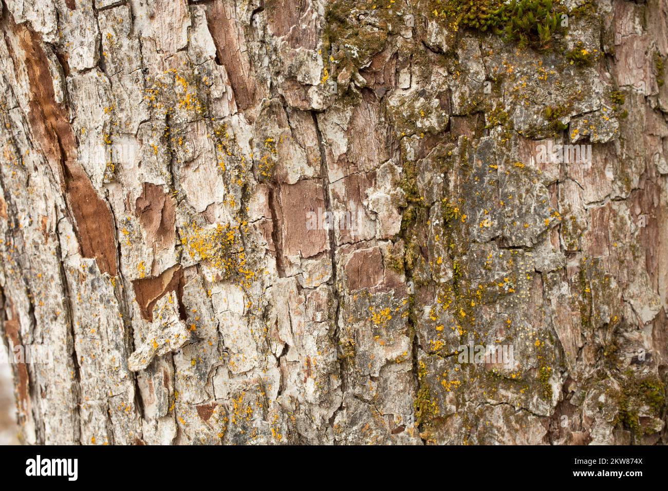 Detail of bark on a pear tree, Pyrus communis, in Troy, Montana Stock ...