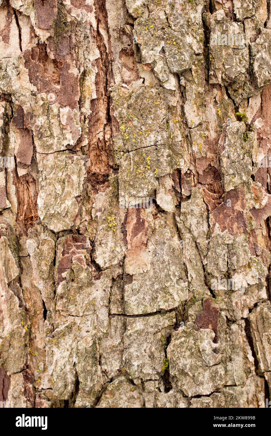 Detail of bark on a pear tree, Pyrus communis, in Troy, Montana Stock ...