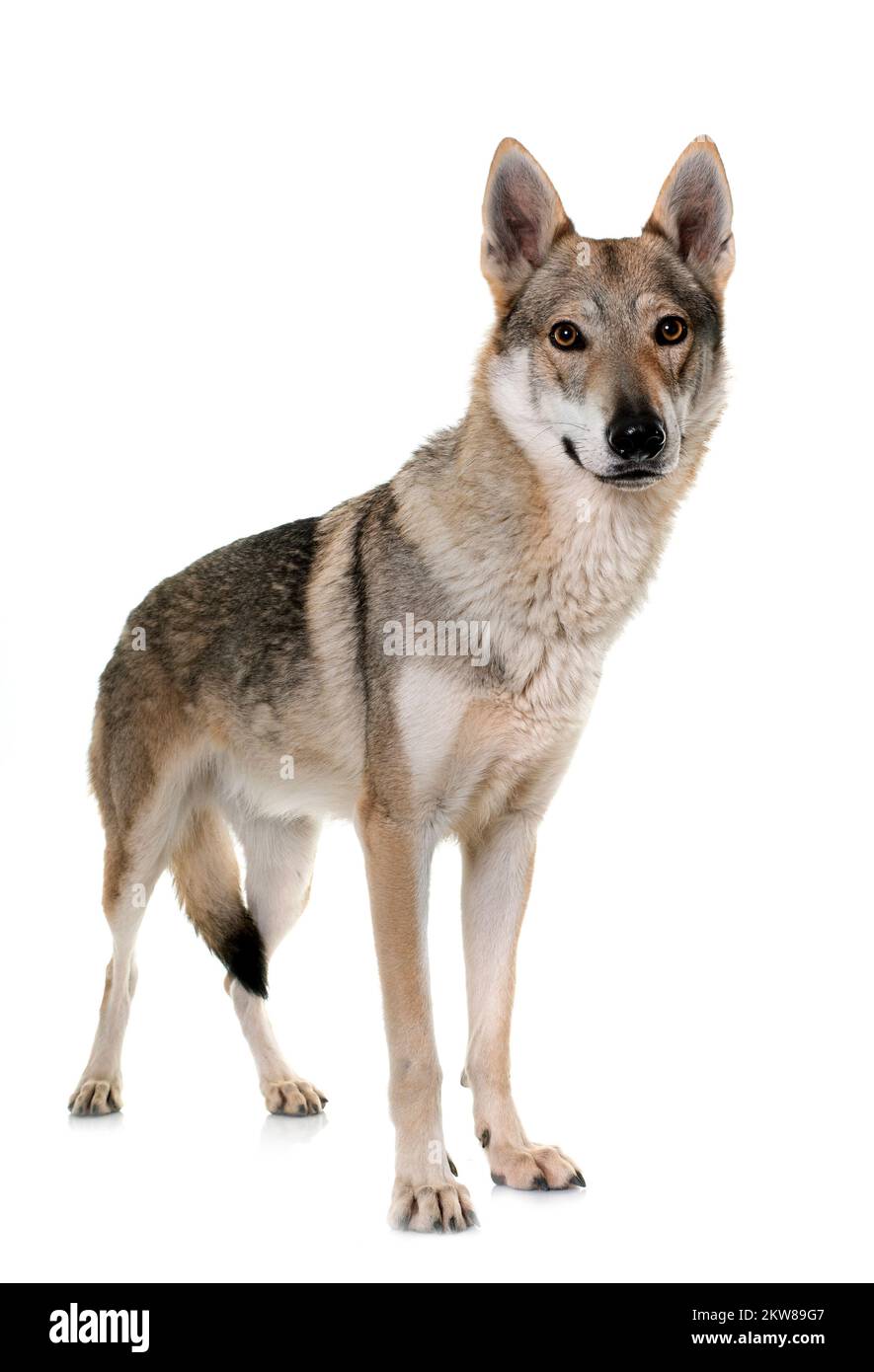 czechoslovakian wolf dog in front of white background Stock Photo - Alamy