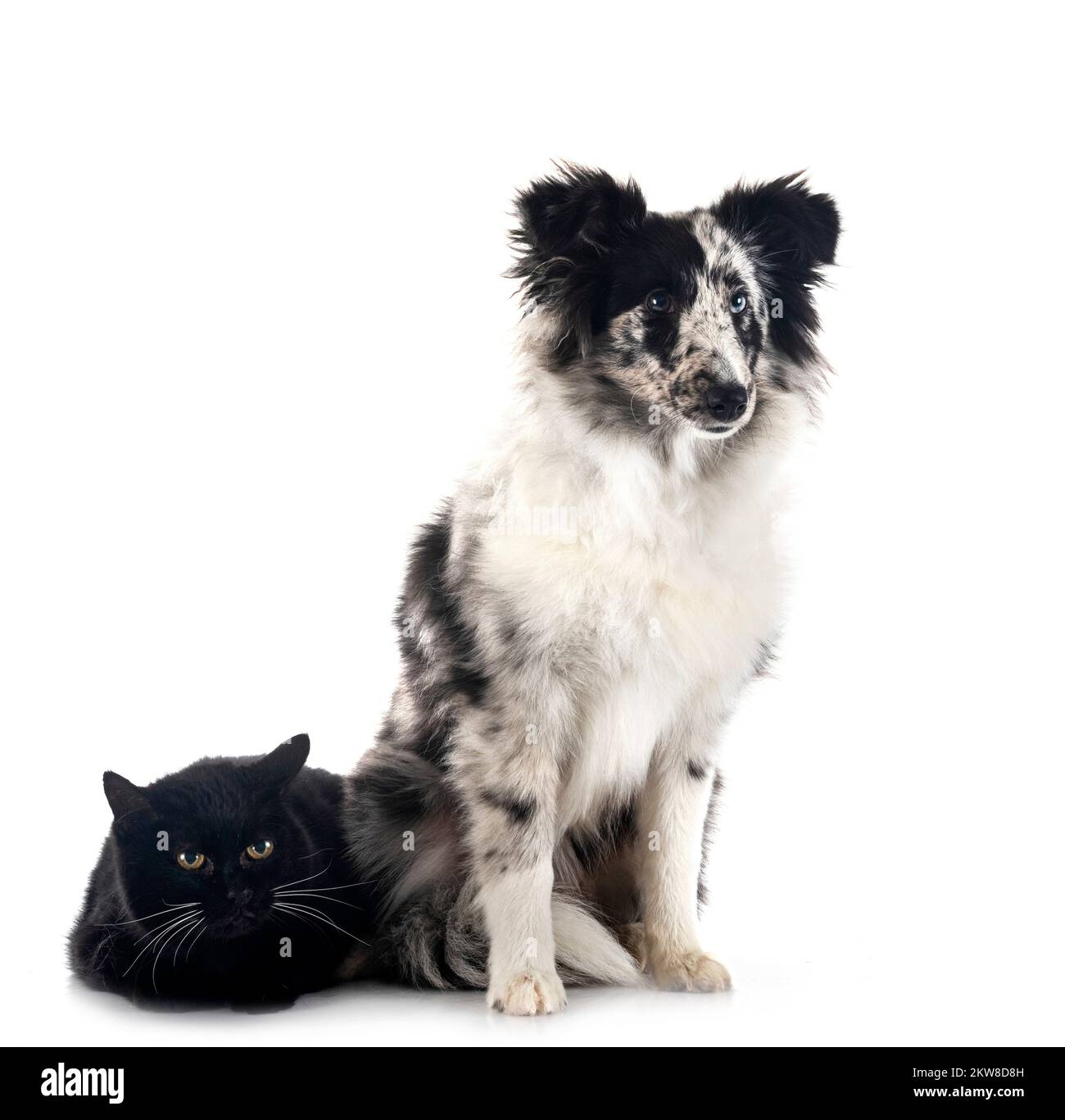 Shetland Sheepdog and cat in front of white background Stock Photo - Alamy