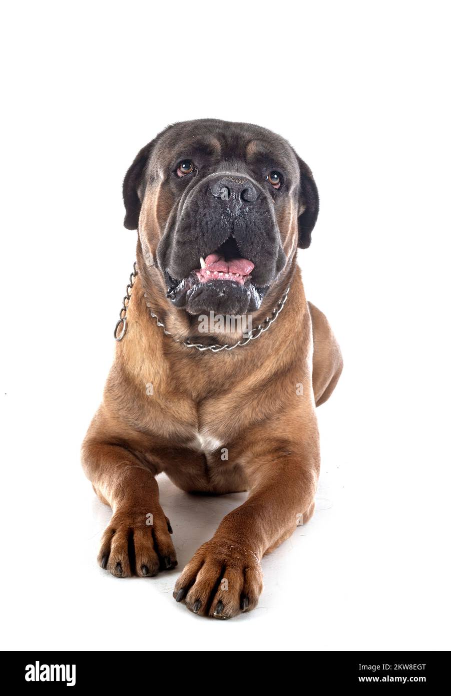 italian mastiff in front of white background Stock Photo - Alamy