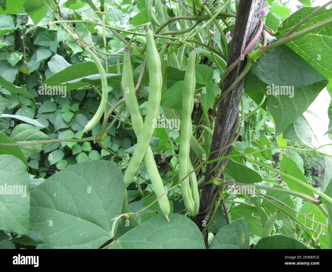 Bush beans pole beans hi-res stock photography and images - Alamy