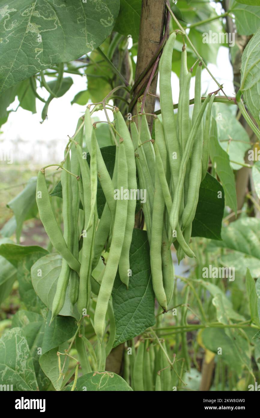 String beans bed hi-res stock photography and images - Alamy
