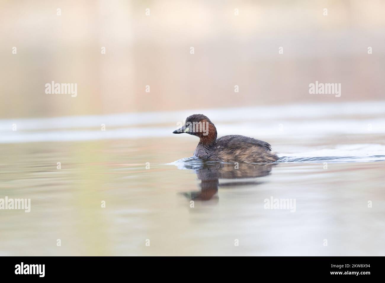 Dabchick or Little grebe [ Tachybaptus ruficollis ] on lake in early ...
