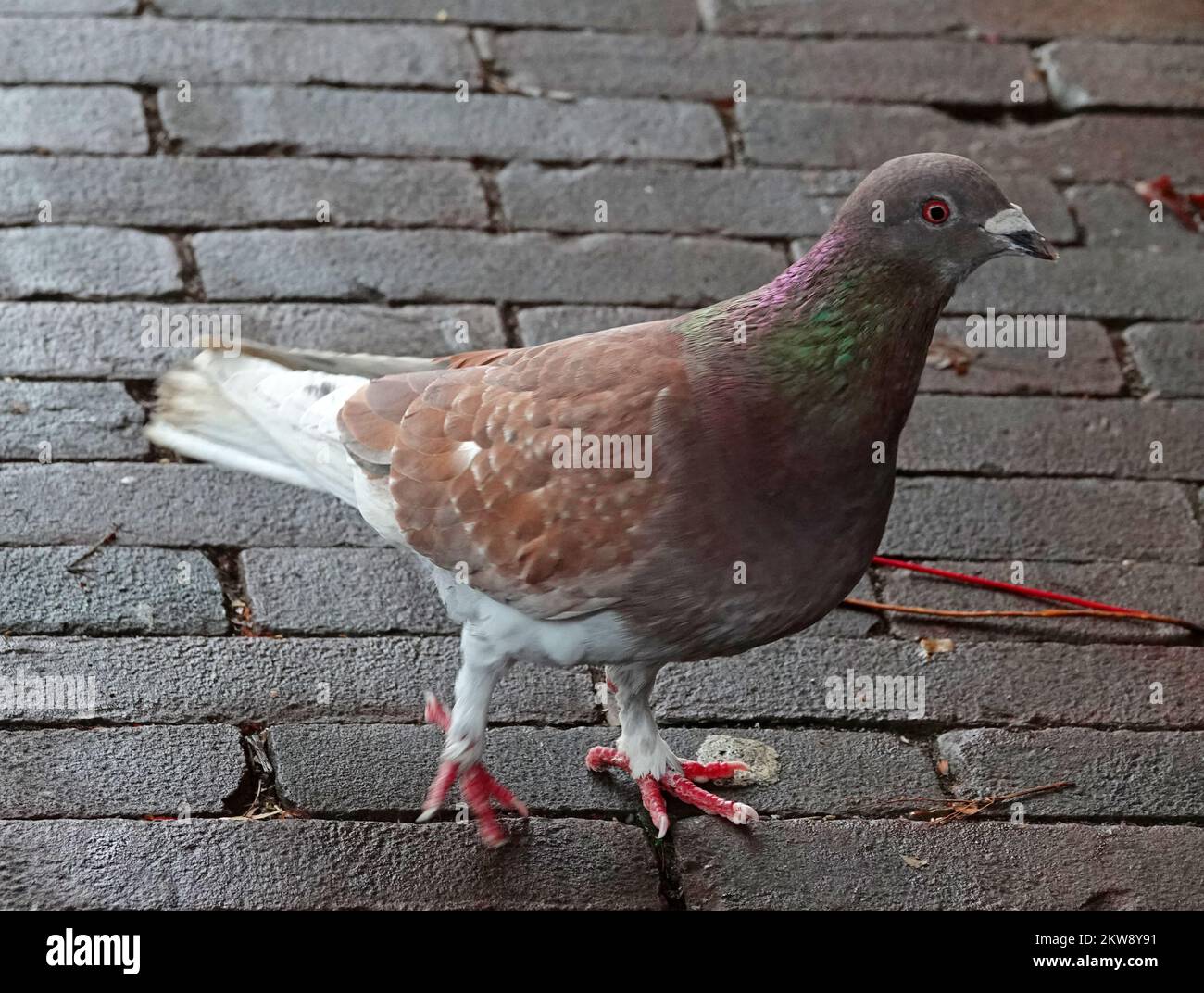 Curious brown pigeon wonders if this photographer brought something to ...