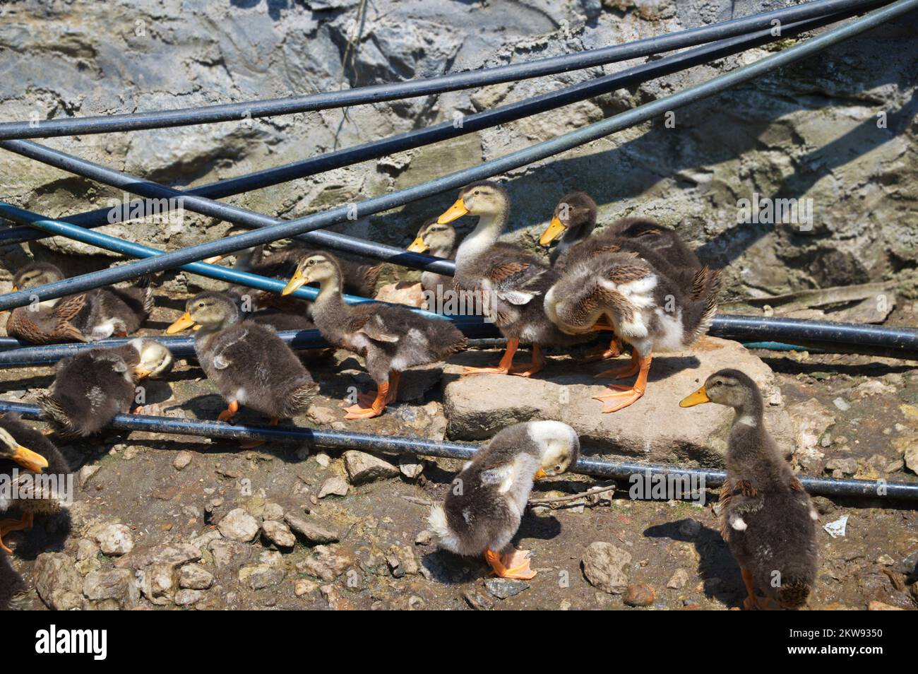 Group of fluffy baby ducks walking around finding foods in the small ...