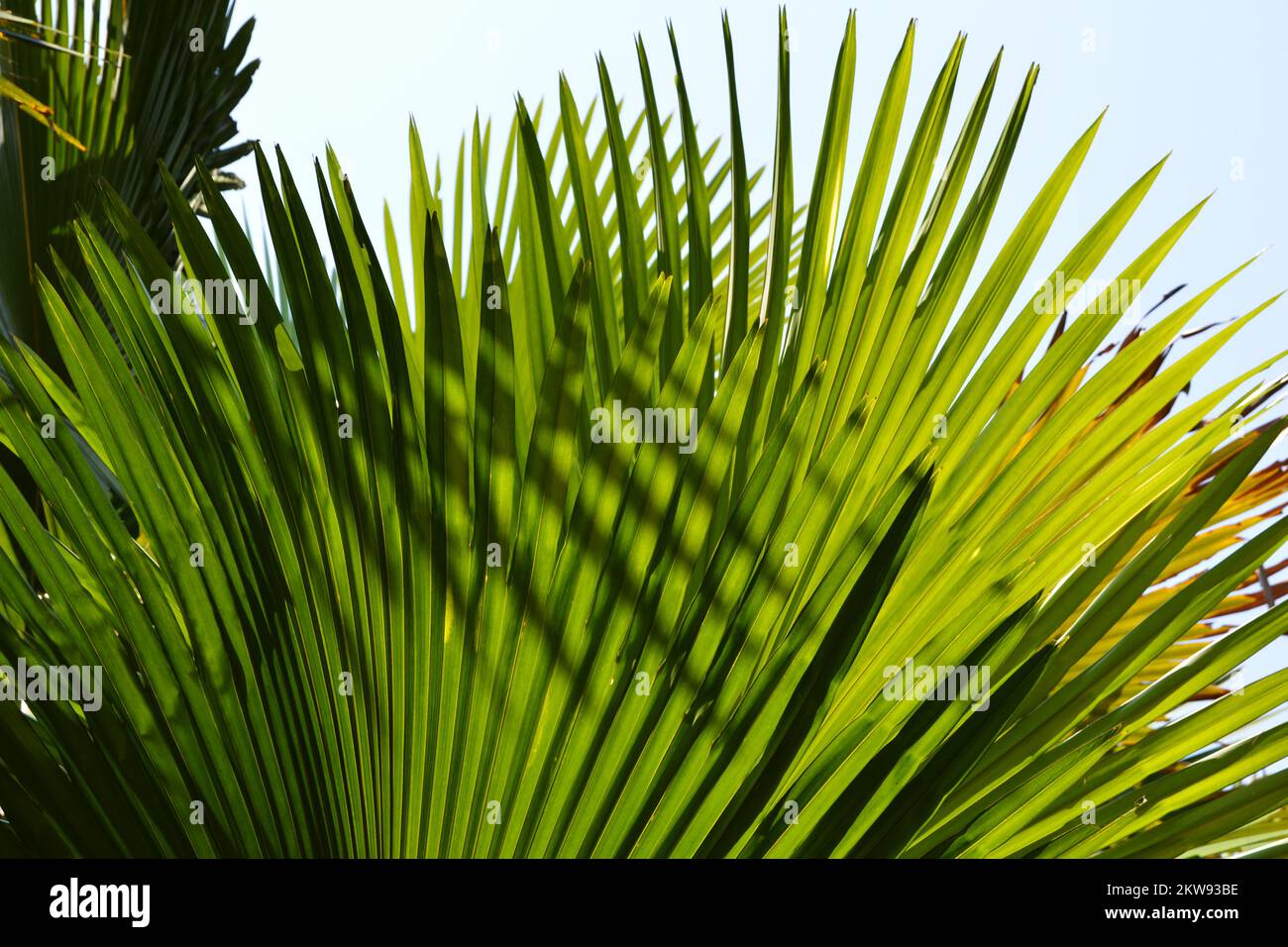 Saw palmetto palm tree hi-res stock photography and images - Alamy