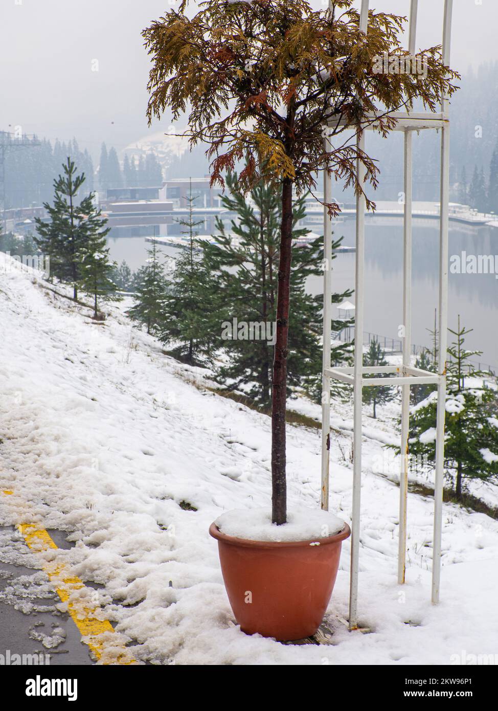 Flower pot with snow Stock Photo - Alamy