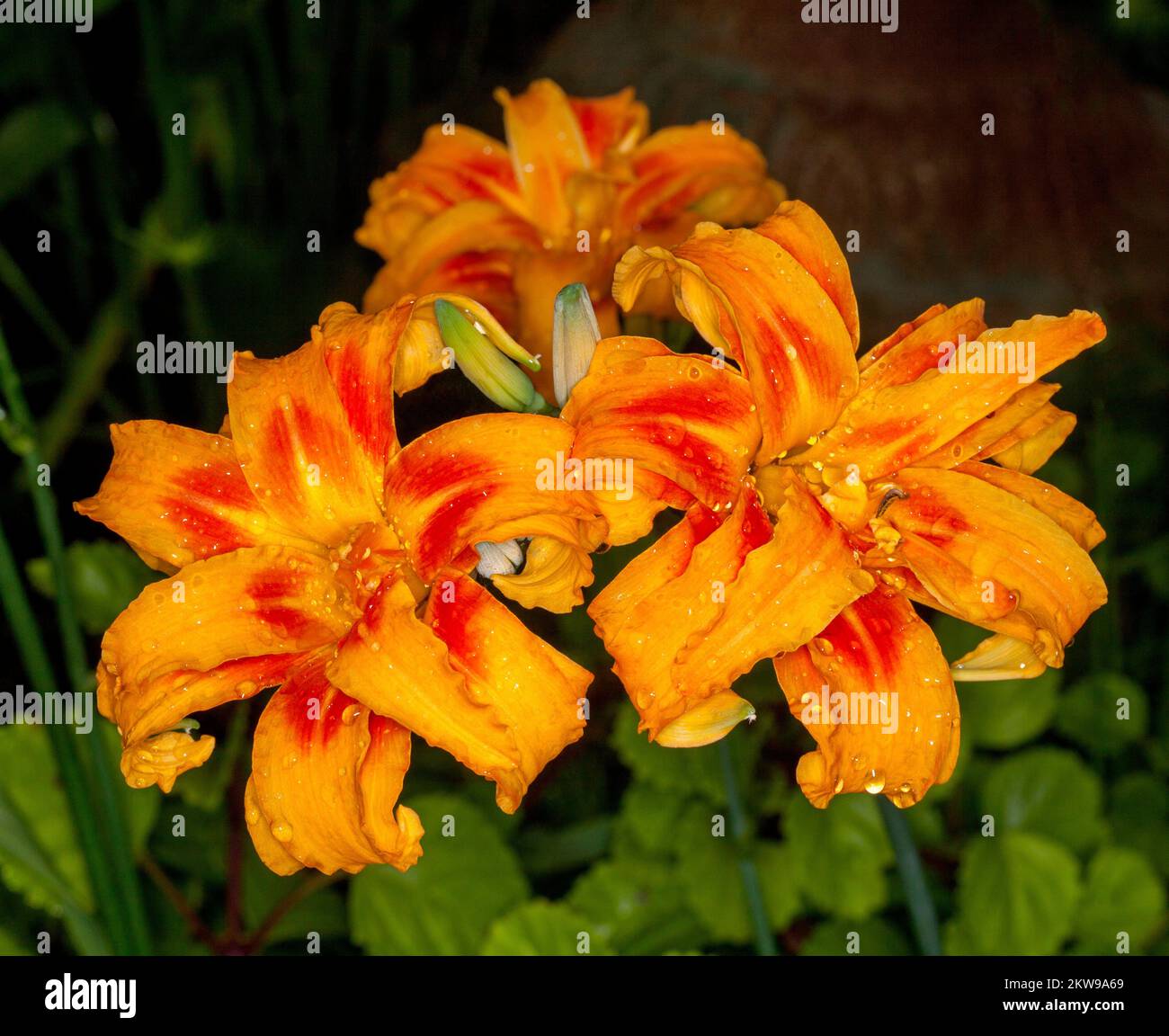 Vivid orange double flowers of daylily, Hemerocallis fulva 'Flore pleno ...