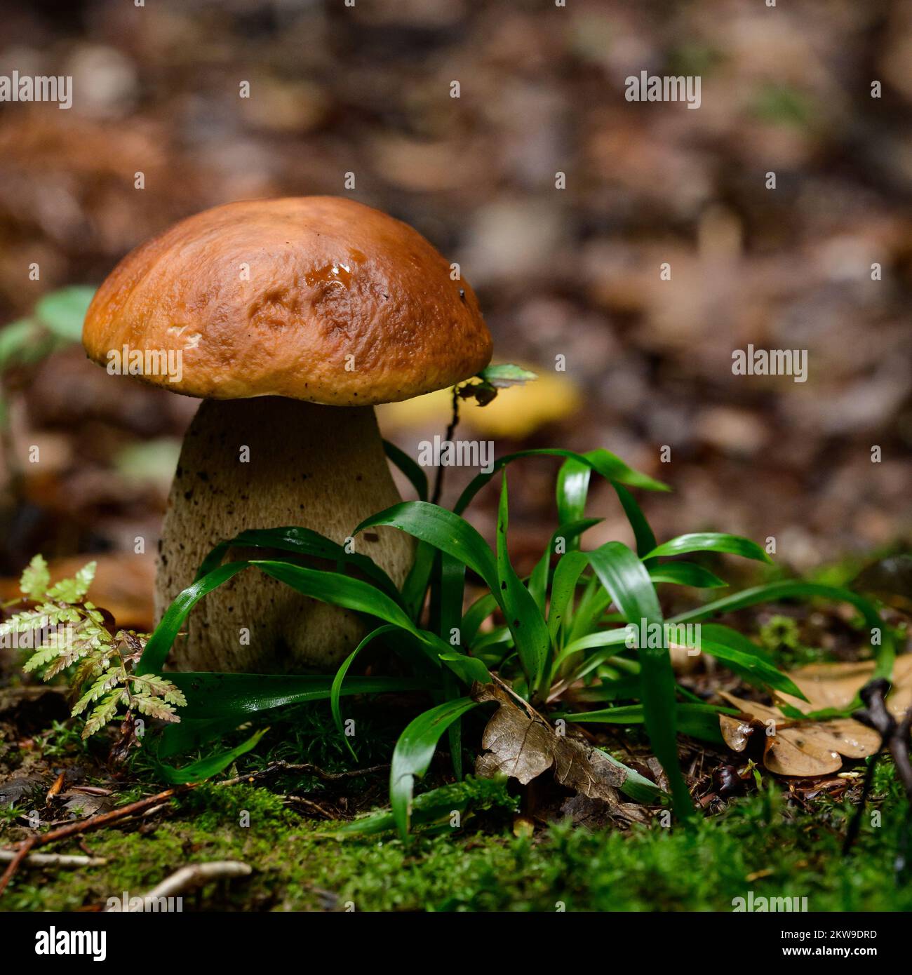 white mushroom close-up in the forest, perfect mushroom stem and cap ...