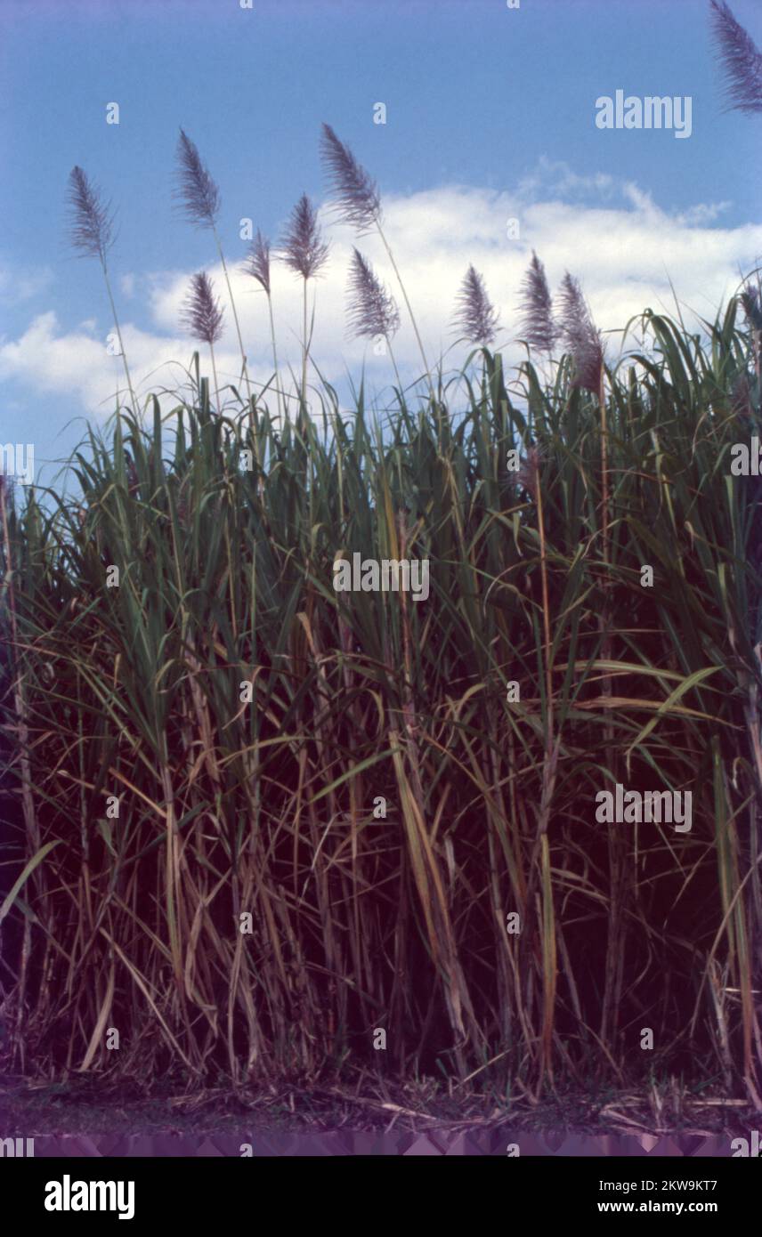 Sugarcane or sugar cane is a species of tall, perennial grass that is ...