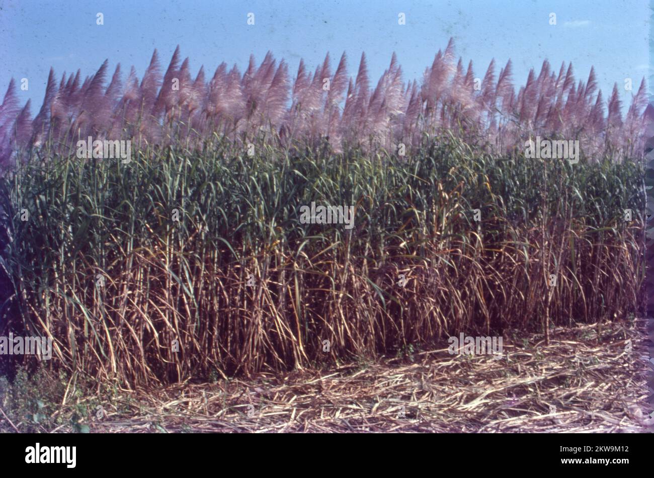 Sugarcane or sugar cane is a species of tall, perennial grass that is ...