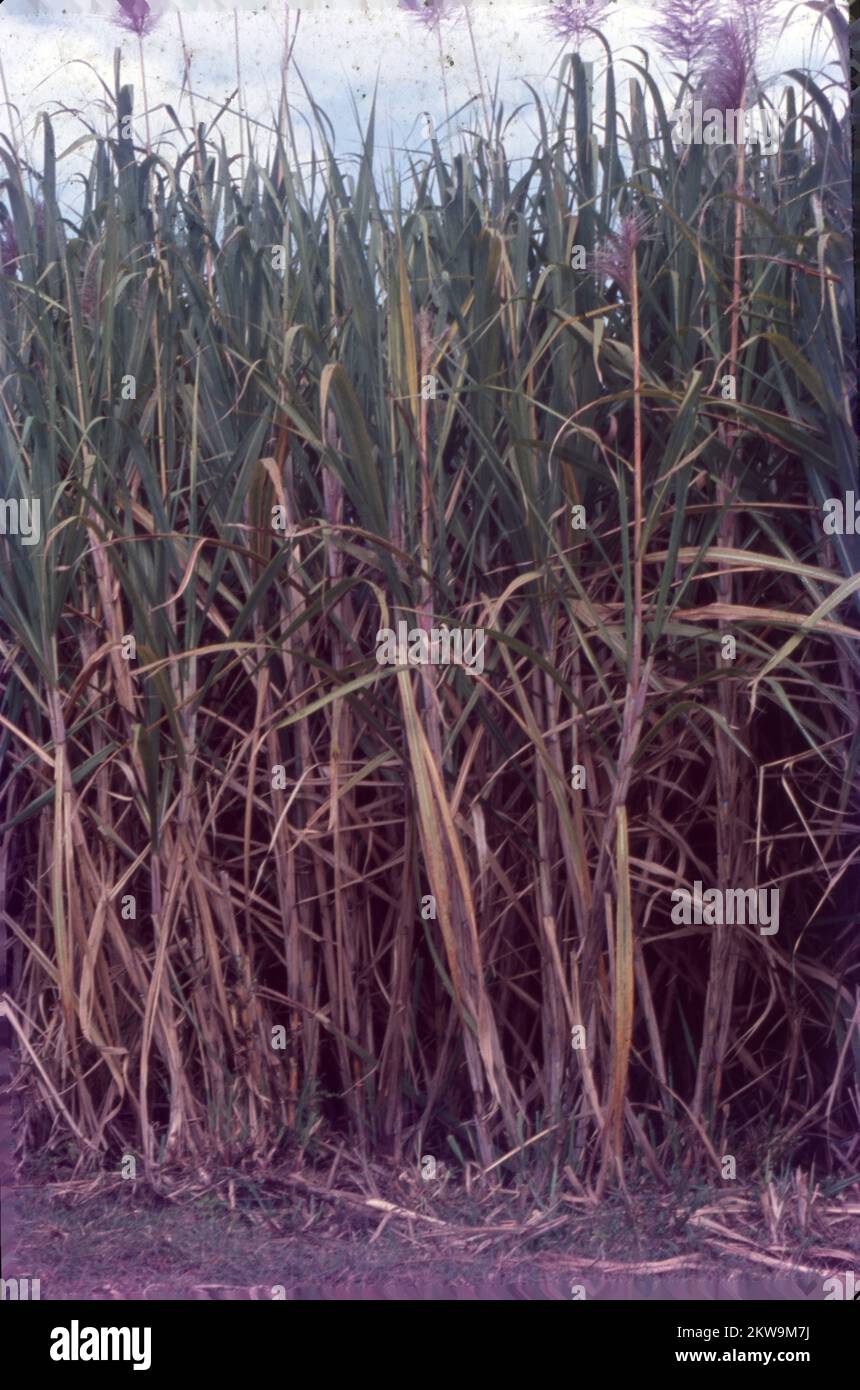 Sugarcane or sugar cane is a species of tall, perennial grass that is ...