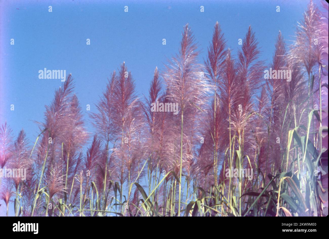 Sugarcane or sugar cane is a species of tall, perennial grass that is ...