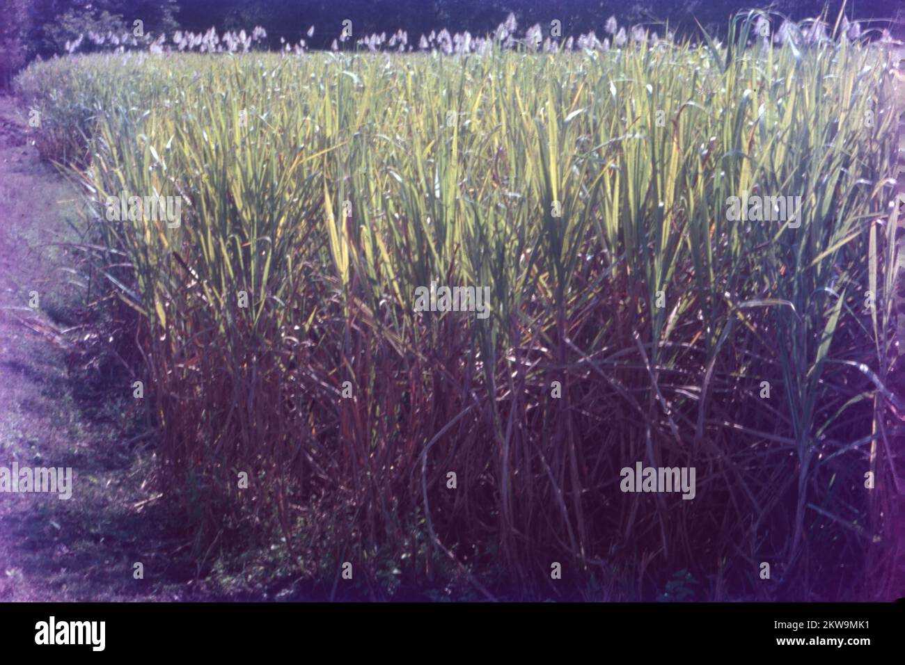 Sugarcane or sugar cane is a species of tall, perennial grass that is ...