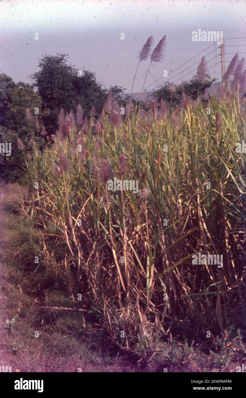 Sugarcane or sugar cane is a species of tall, perennial grass that is ...