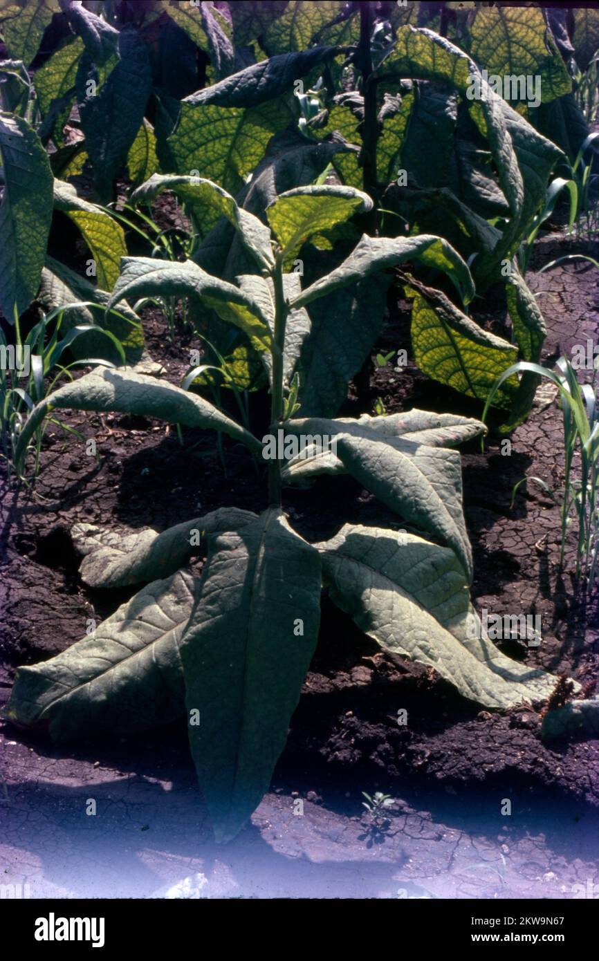 Extraction of nicotine hi-res stock photography and images - Alamy