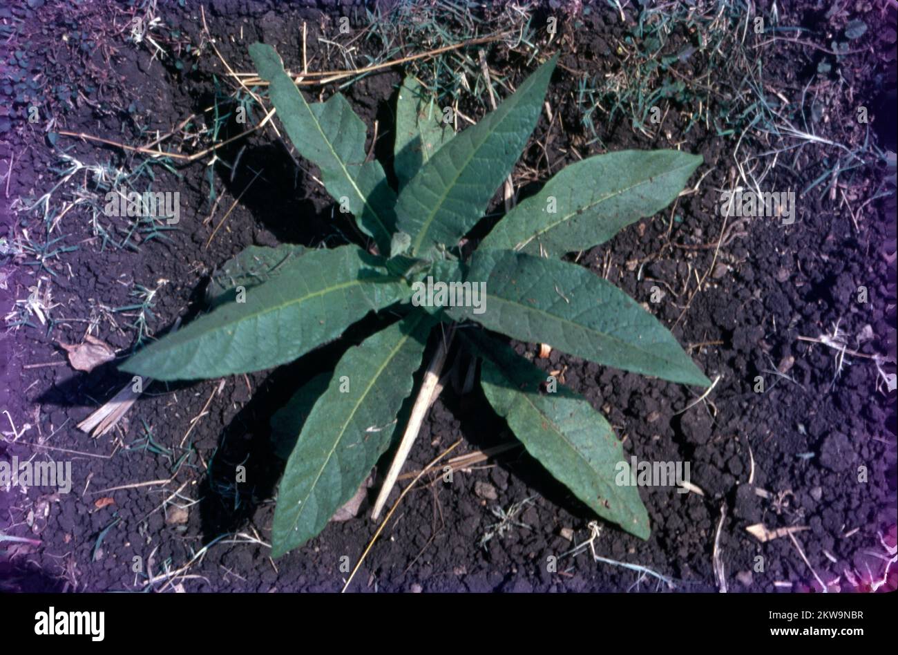 Early stage plant of tobacco hi-res stock photography and images - Alamy