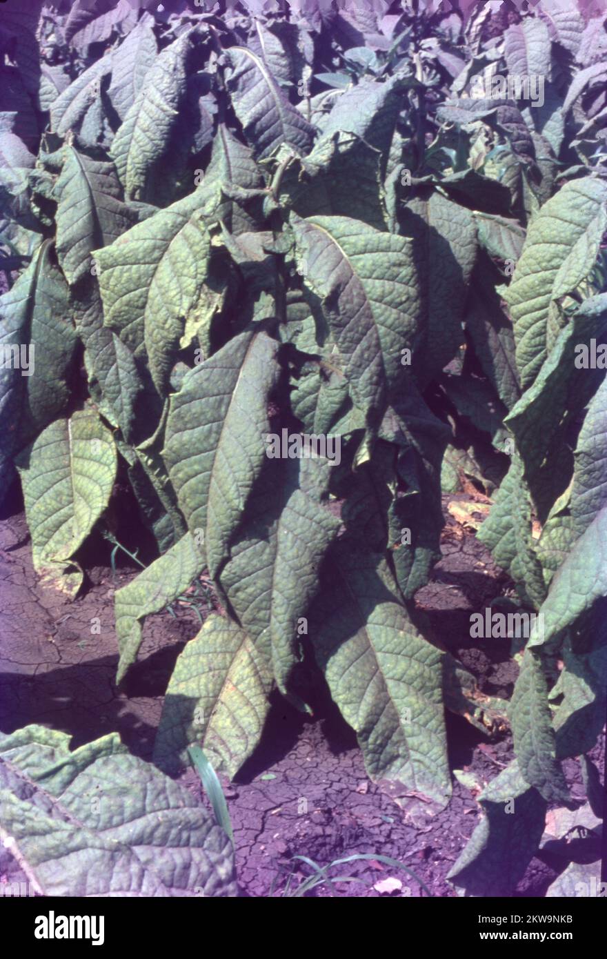tobacco, common name of the plant Nicotiana tabacum and, to a limited ...