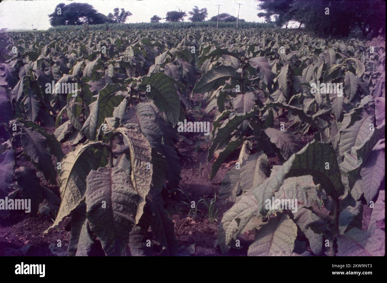 tobacco, common name of the plant Nicotiana tabacum and, to a limited ...