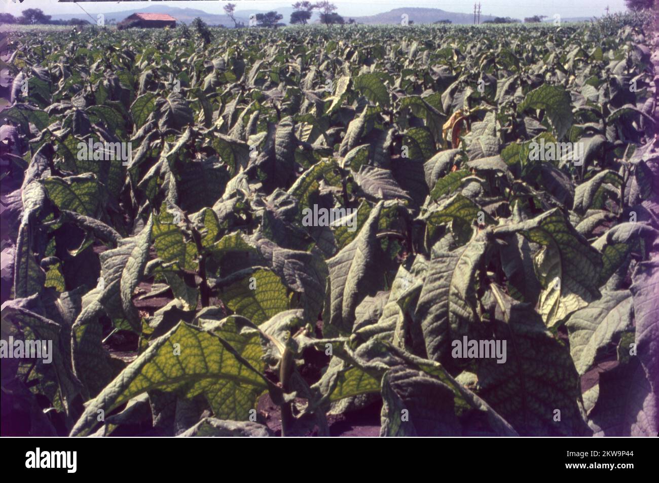 Huge cultivation of tobacco plants hi-res stock photography and images ...