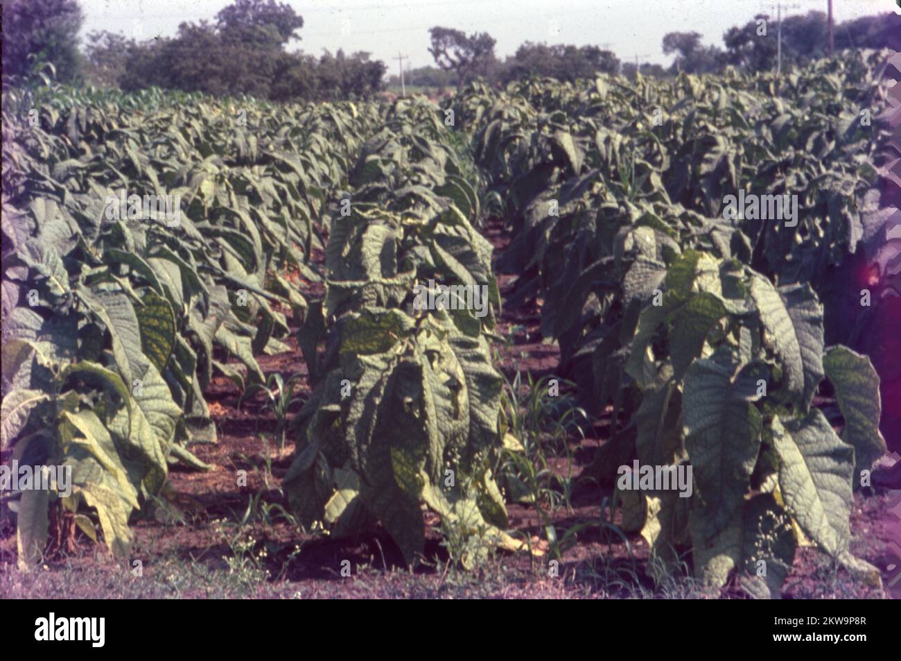Extraction of nicotine hi-res stock photography and images - Alamy