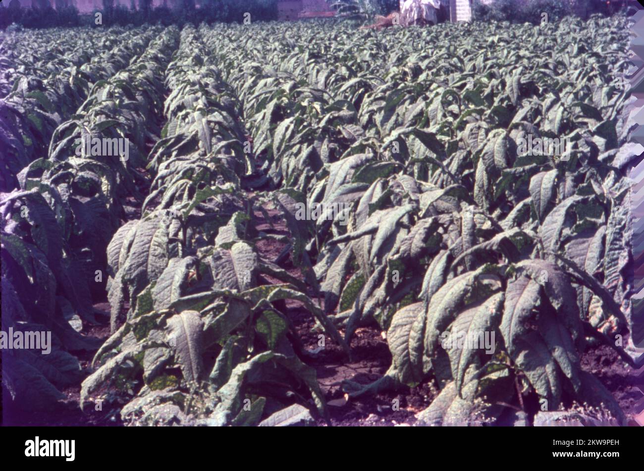 tobacco, common name of the plant Nicotiana tabacum and, to a limited ...