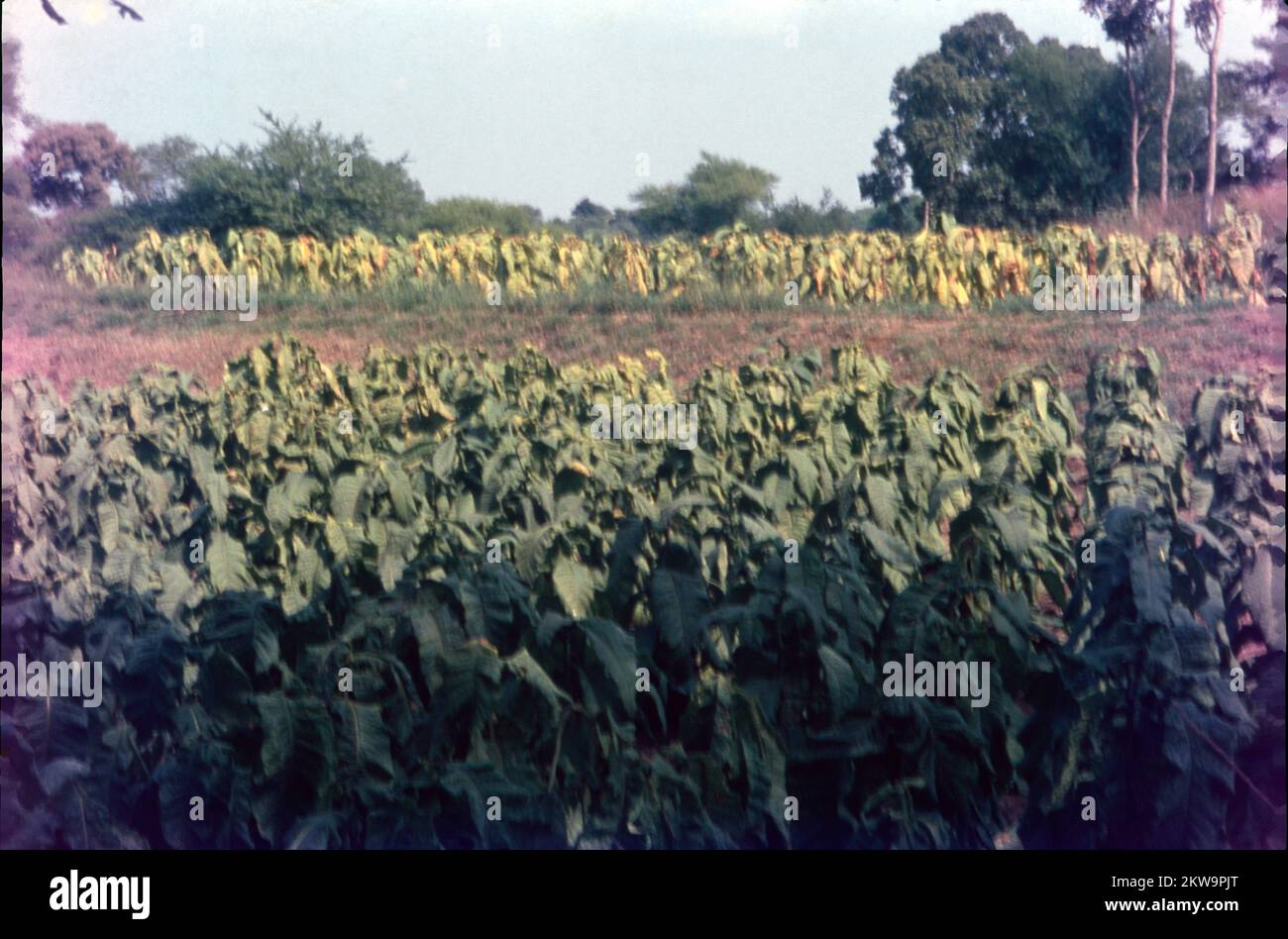 tobacco, common name of the plant Nicotiana tabacum and, to a limited ...
