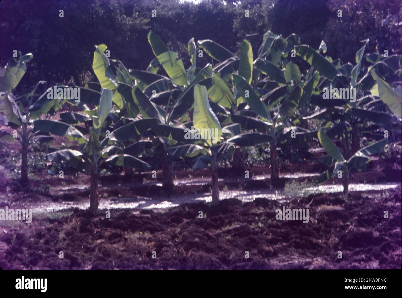 A banana plantation is a commercial agricultural facility found in ...