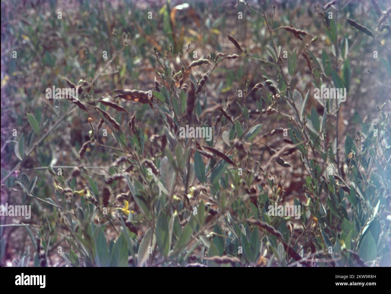 The pigeon pea is a perennial legume from the family Fabaceae native to ...