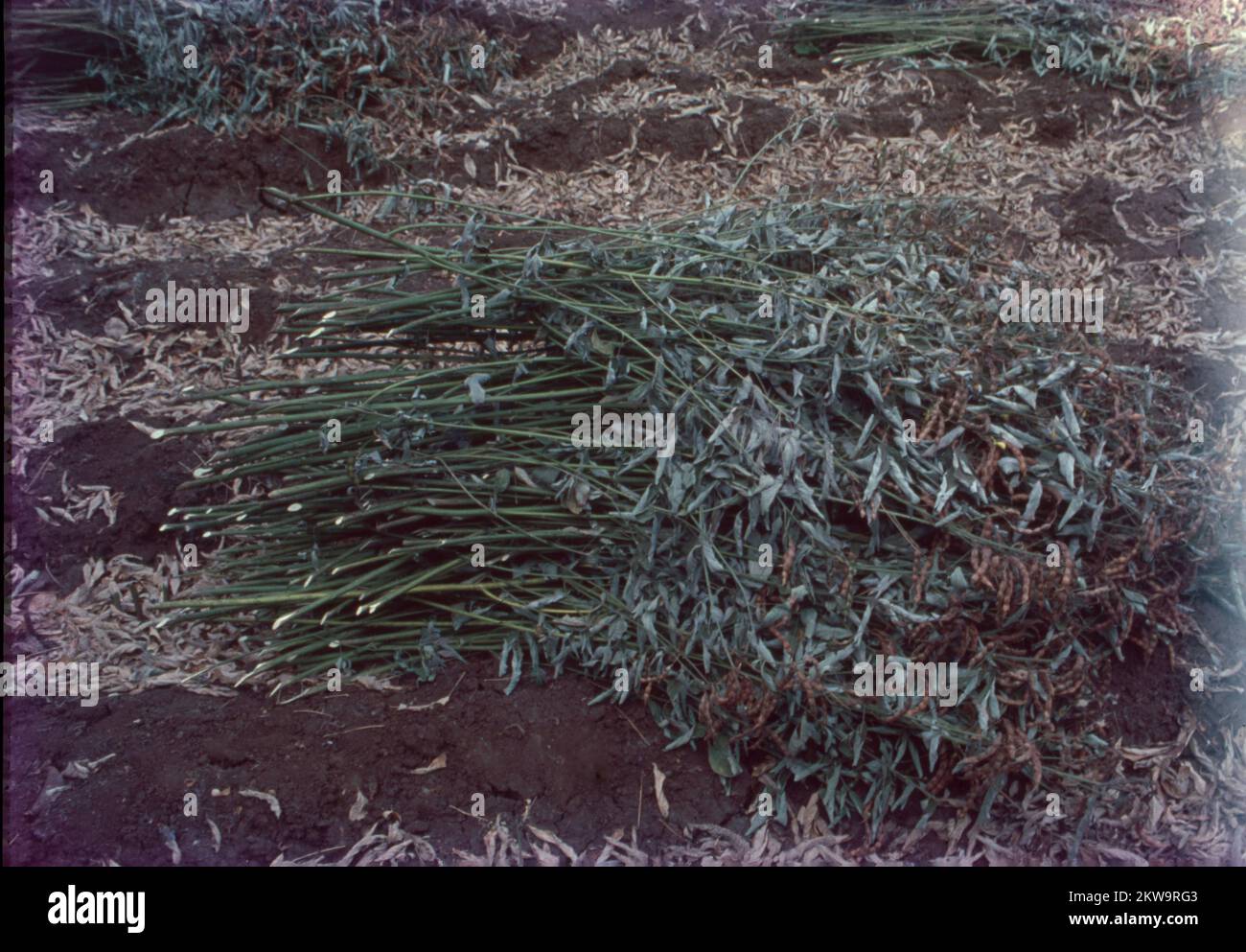Tur dal crop pile hi-res stock photography and images - Alamy