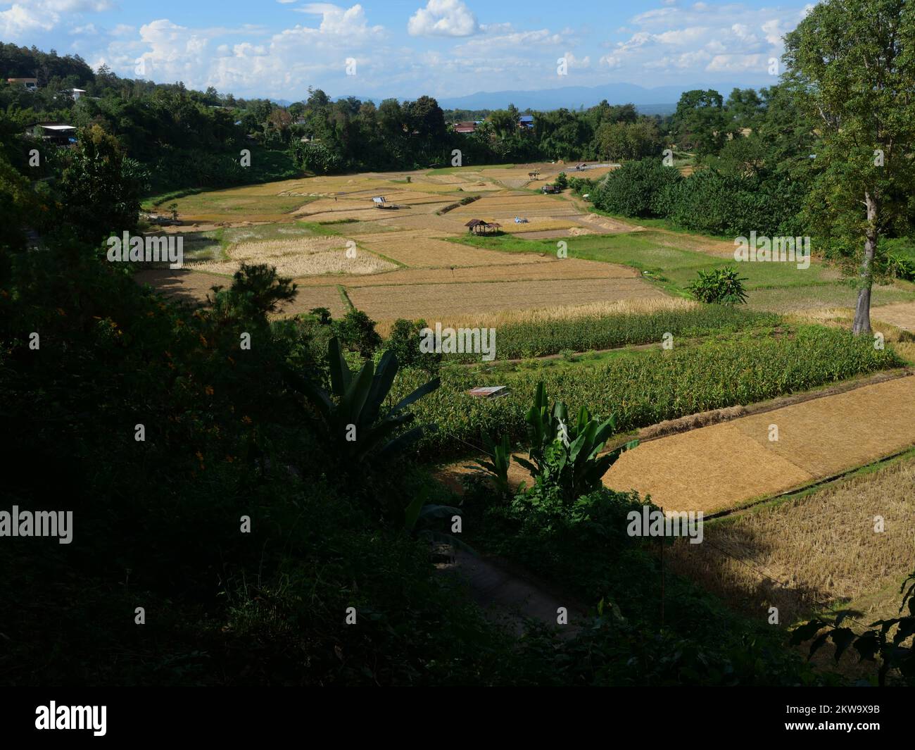 Aerial view of Gold color Rice field in the valley, Rural landscape ...