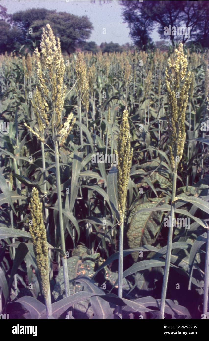 Jowar is commonly called by various names across India- jwaarie, jowar ...