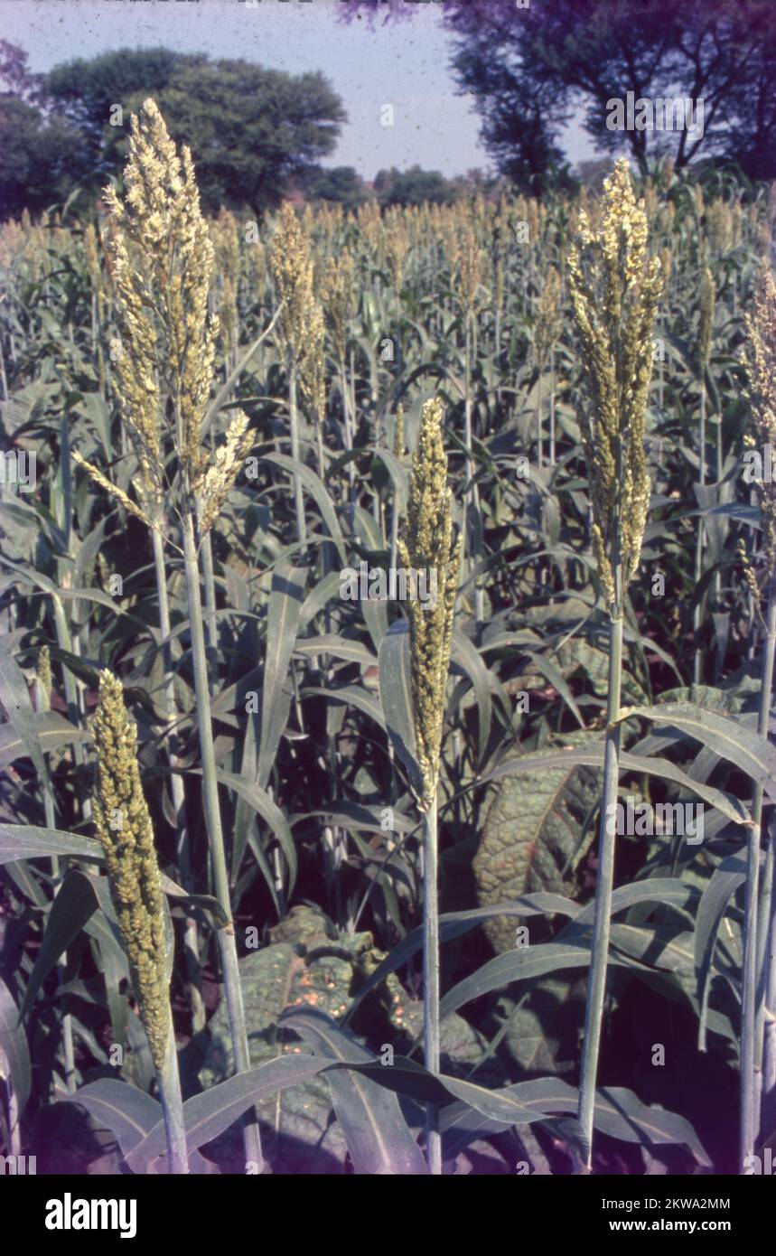 Jowar is commonly called by various names across India- jwaarie, jowar ...