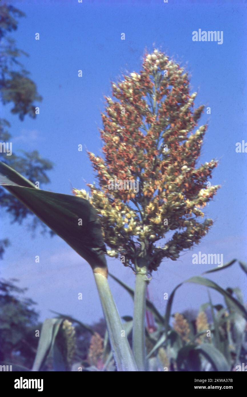 Jowar is commonly called by various names across India- jwaarie, jowar ...