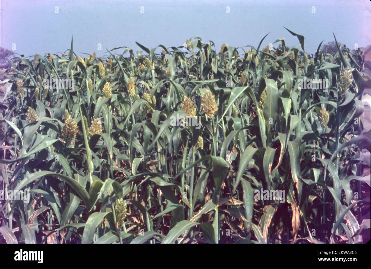 Large jawari field hi-res stock photography and images - Alamy