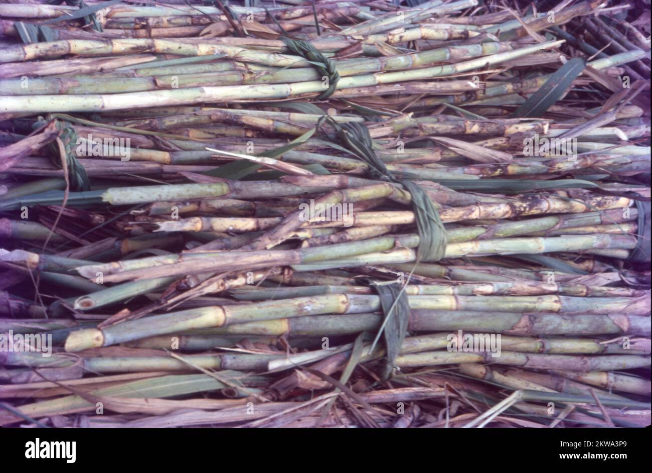 Sugarcane or sugar cane is a species of tall, perennial grass that is ...