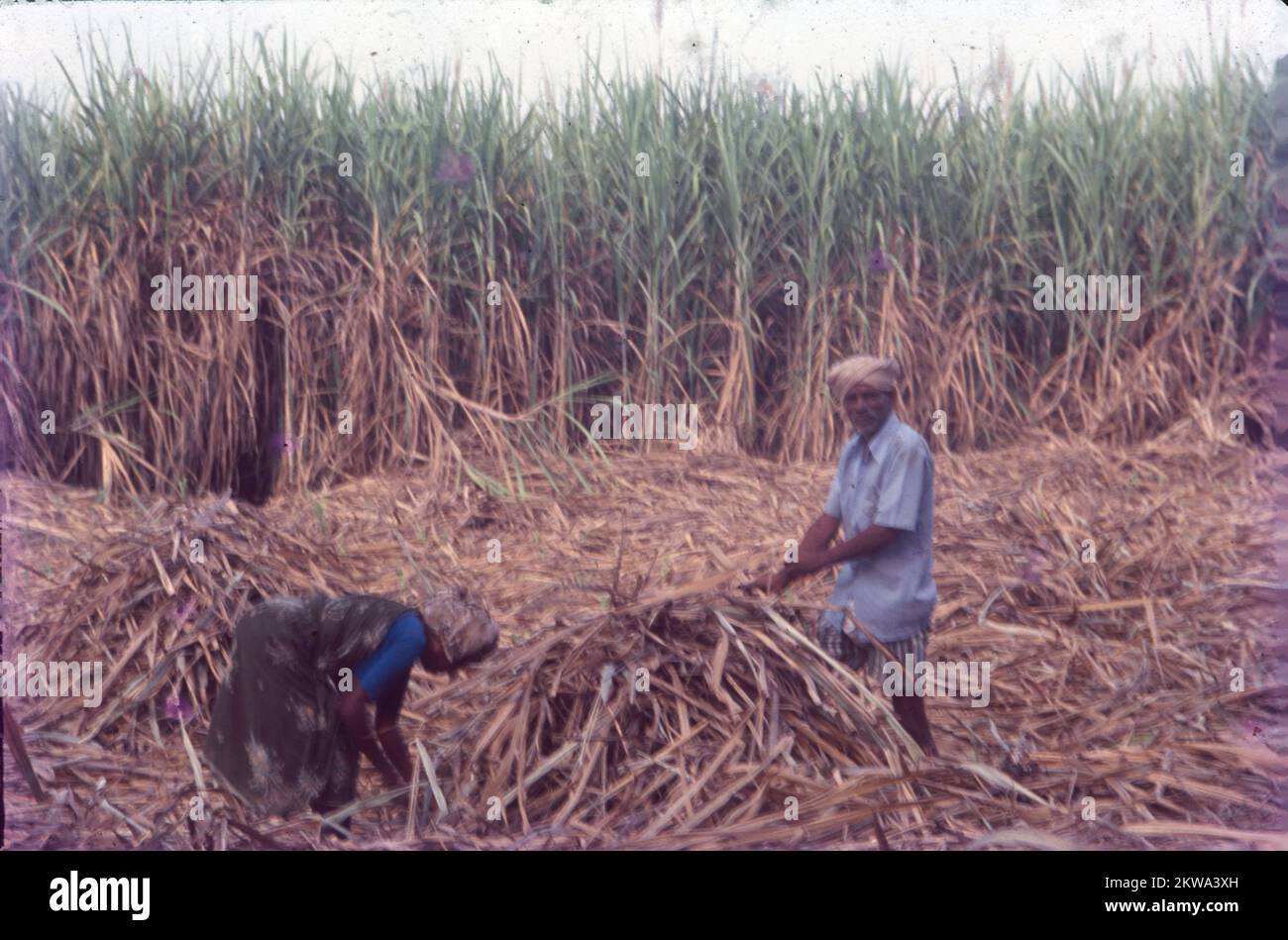 Sugarcane or sugar cane is a species of tall, perennial grass that is ...