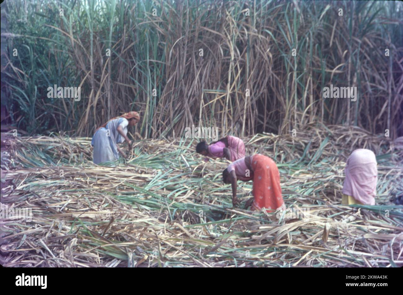 Sugarcane or sugar cane is a species of tall, perennial grass that is ...